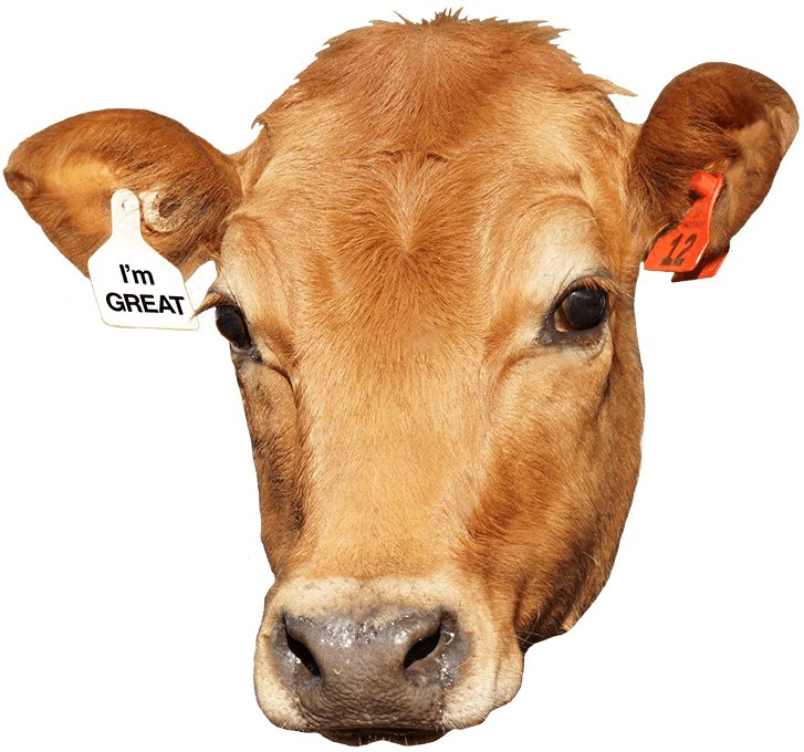 Heifer Grazing - New Zealand Grazing